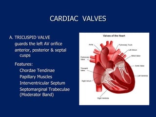 Pericardium | PPT
