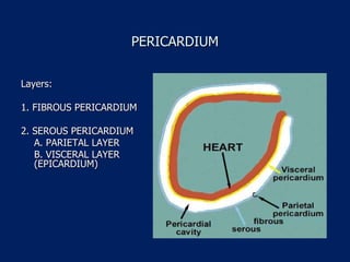 Pericardium | PPT