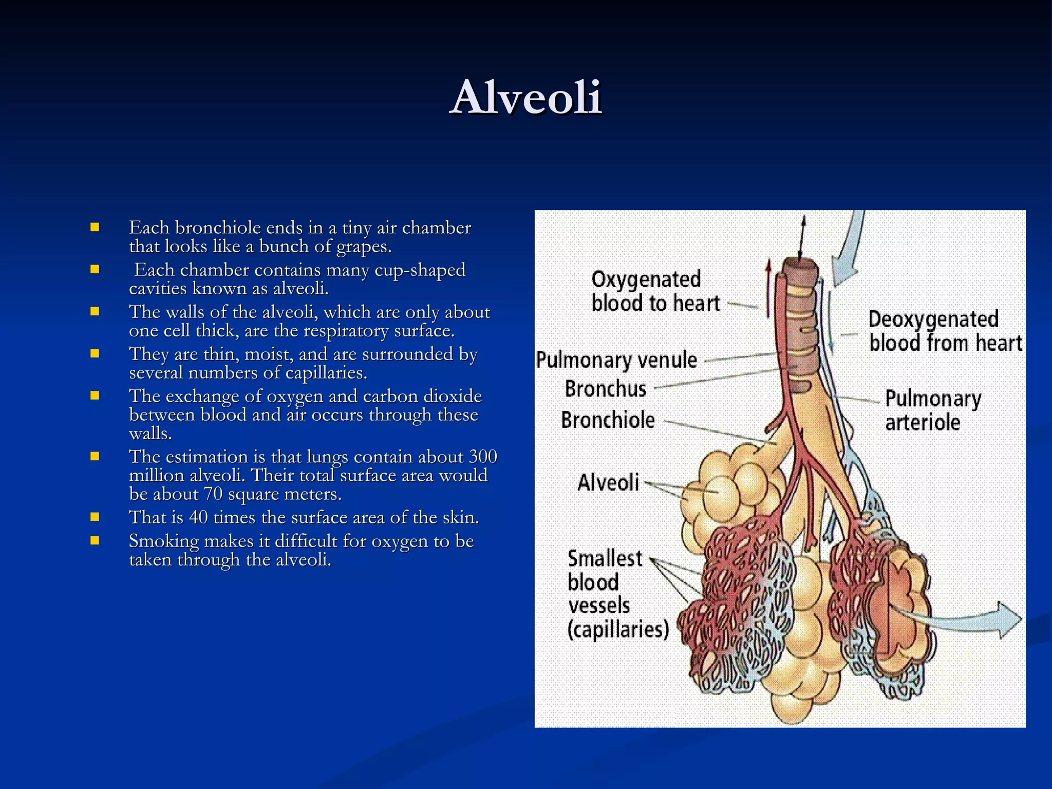 Respiratory System | PPT | Ear, Nose and Throat Conditions | Diseases ...