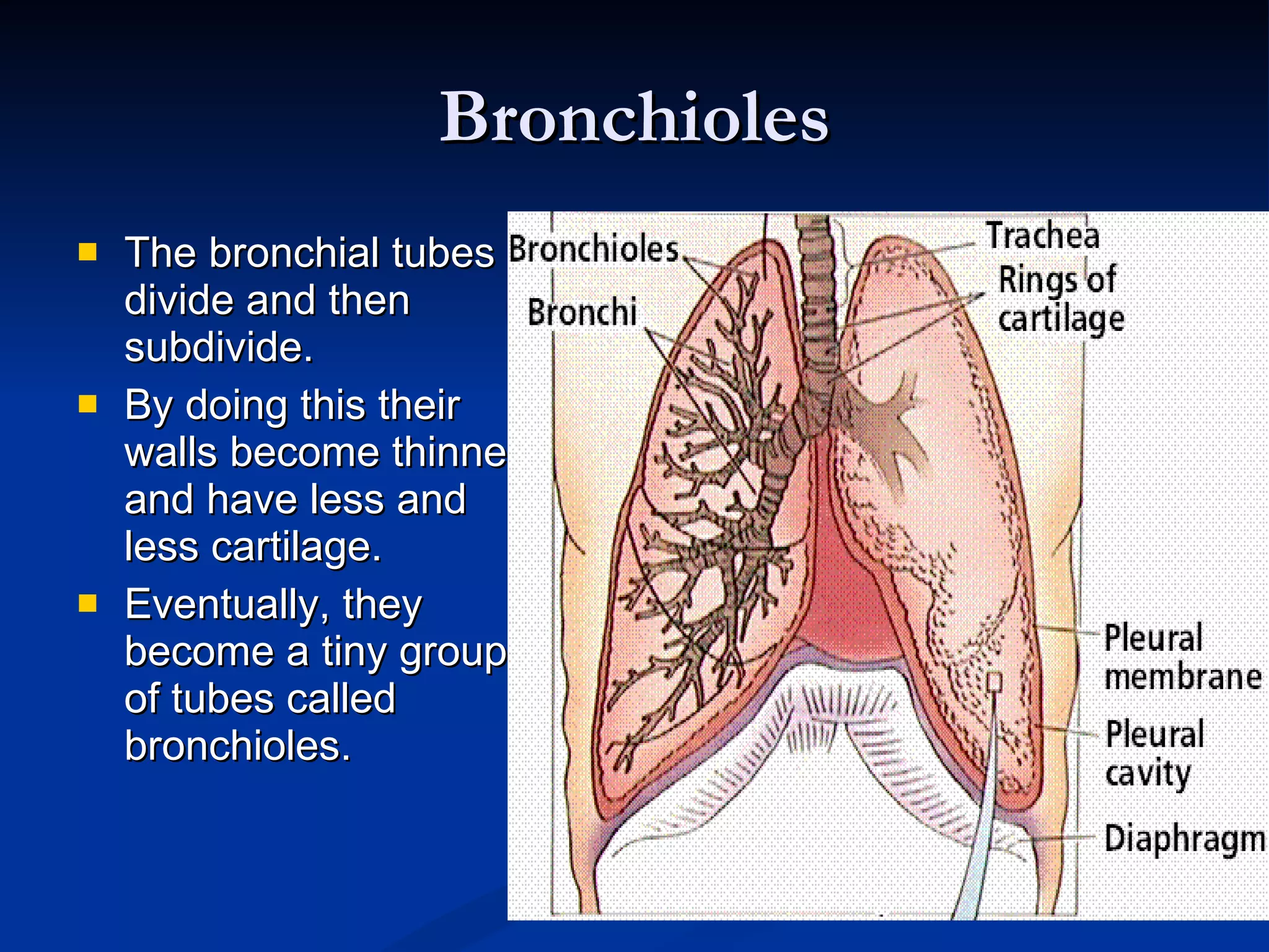 Respiratory System | PPT
