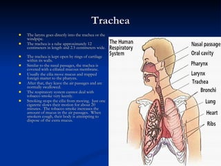 Respiratory System | PPT