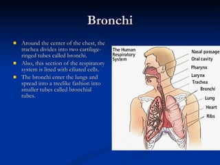 Respiratory System | PPT