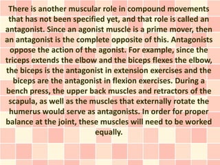 Compound and Isolation Exercises | PPTX