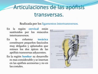 26 articulaciones de la columna vertebral | PPTX