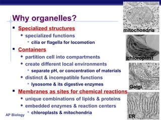 26 ch05cellsoverview2007 | PPT
