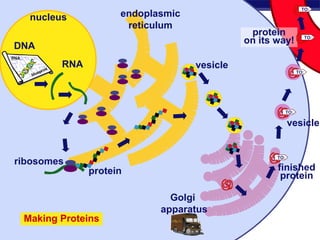 26 ch05cellsoverview2007 | PPT