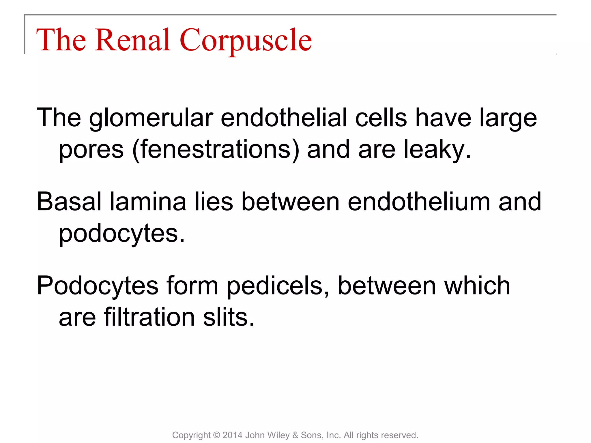 26 [chapter 26 the urinary system] | PPT