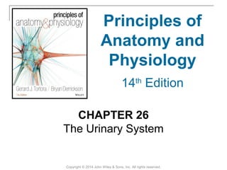 26 [chapter 26 the urinary system] | PPT