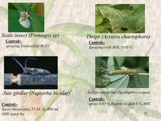 Presentation on jute. Nobab | PPSX | Agriculture | Industries