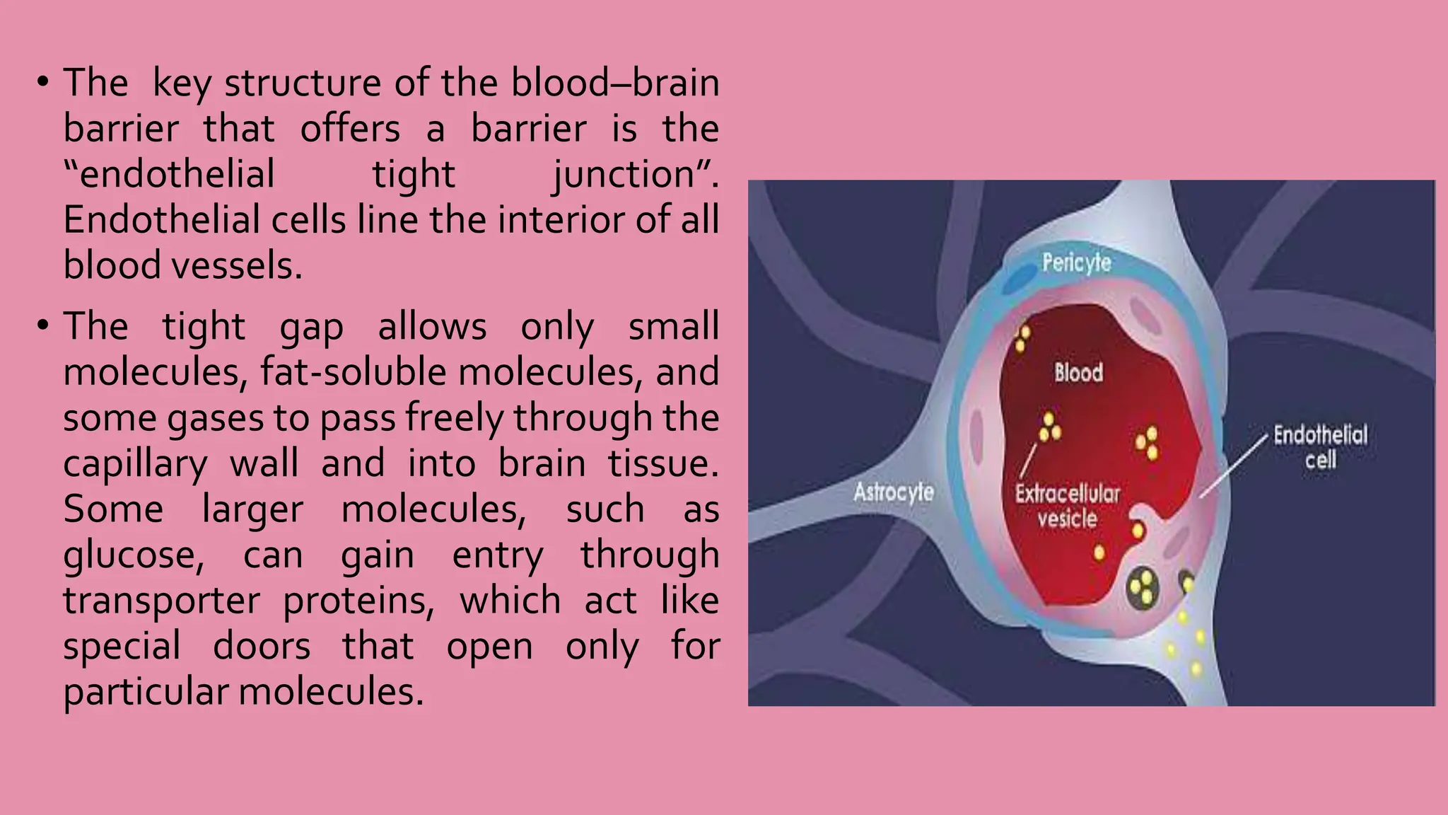 26e959e7_brain anatomy and cerebrovascular_diseases . | PDF