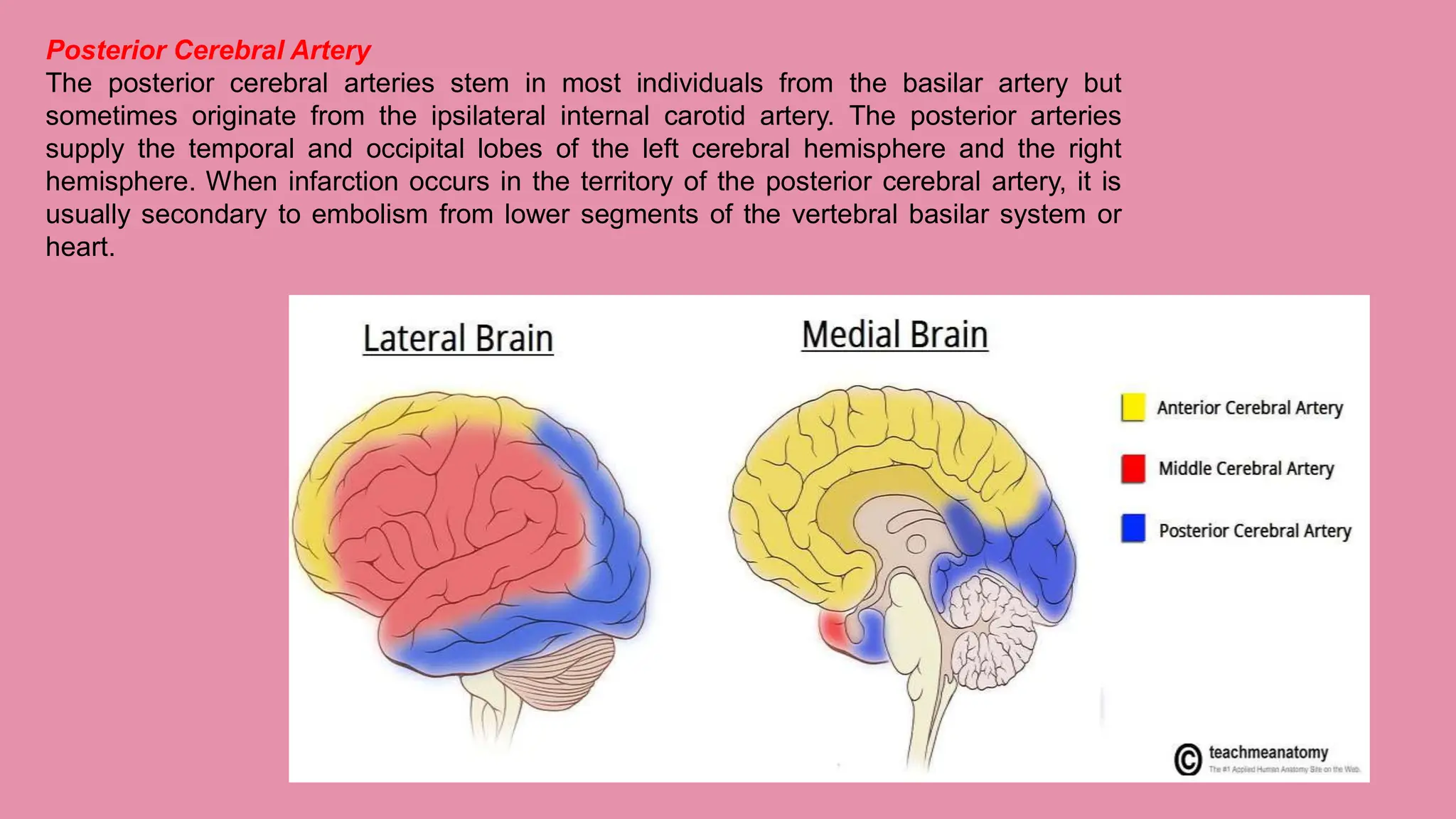 26e959e7_brain anatomy and cerebrovascular_diseases . | PDF