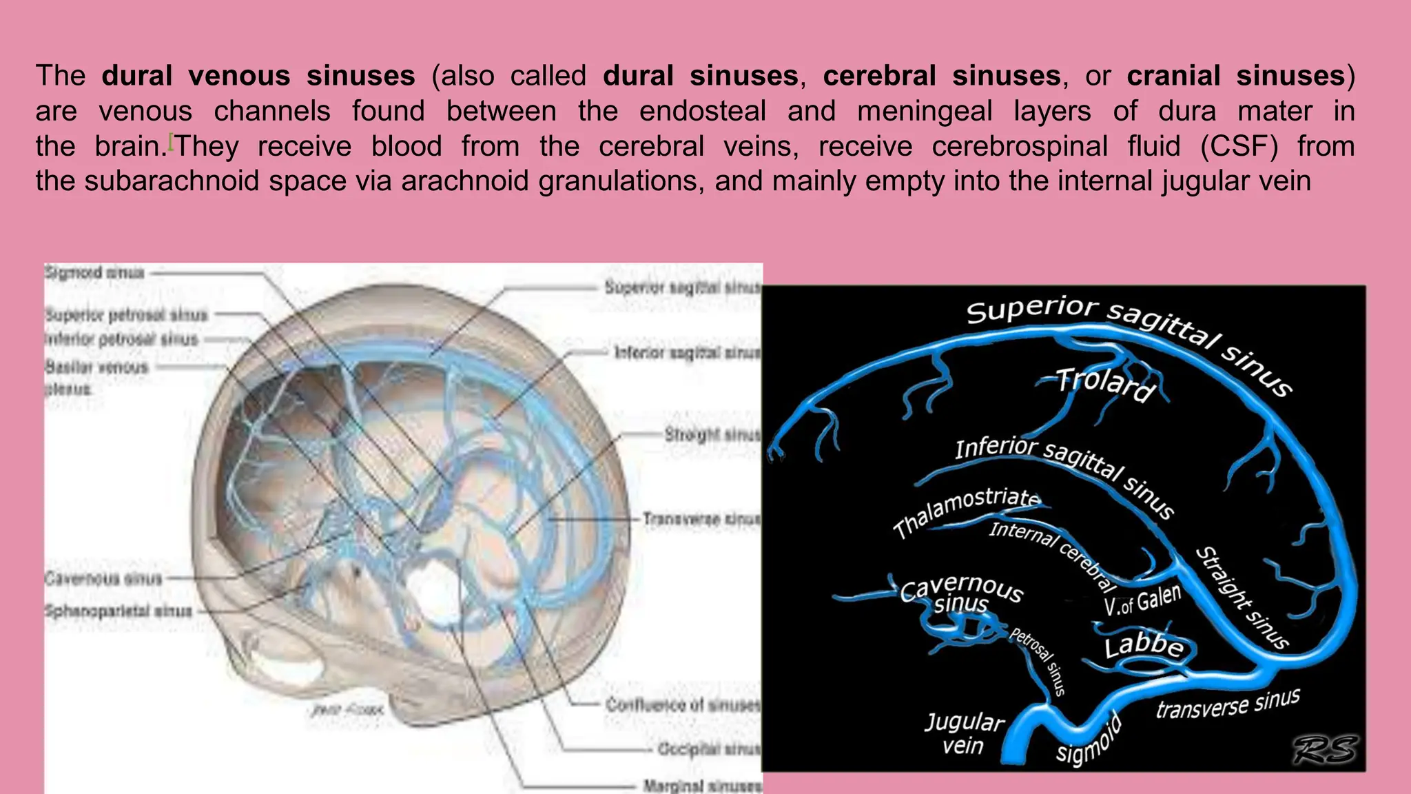 26e959e7_brain anatomy and cerebrovascular_diseases . | PDF