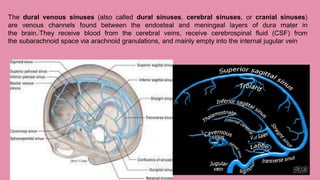 26e959e7_brain anatomy and cerebrovascular_diseases . | PDF