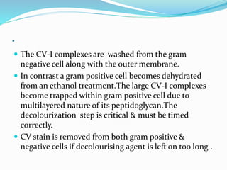 GRAM STAINING OF BACTERIA | PPTX