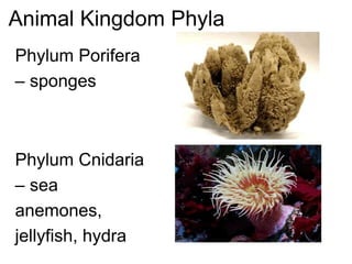 26_introduction_to_the_animal_kingdom.pptx