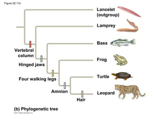 Animal Phylogenetic Tree