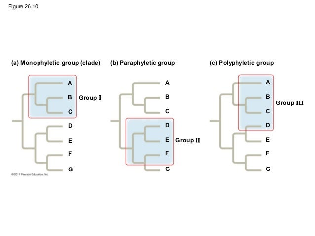 26 lecture phylogeny