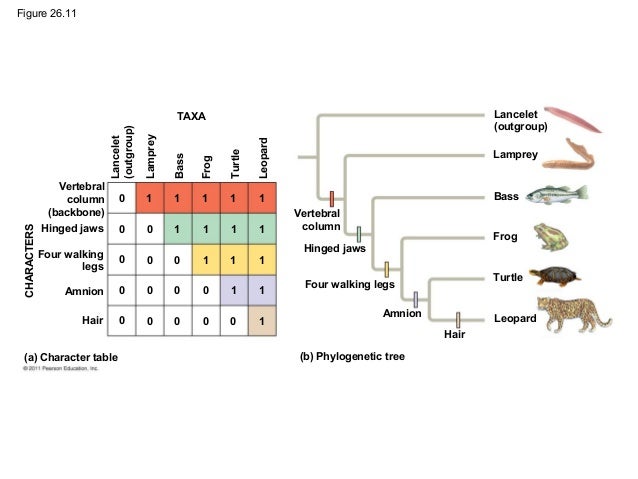 26 lecture phylogeny