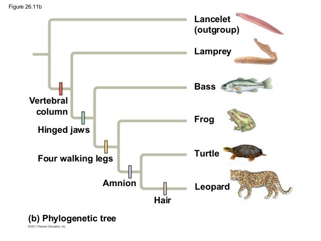 26 lecture phylogeny