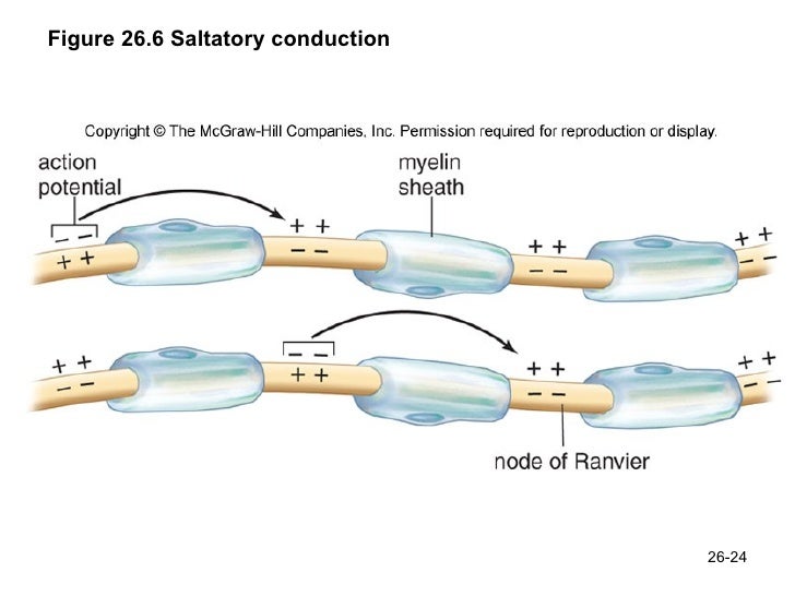 Saltatory Conduction Area