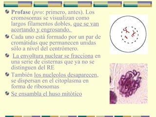 Biología - Mitosis y Meiosis | PPT
