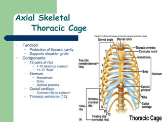 musculoskeletal care | PPT