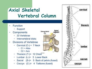 26)Musculoskeletal Care | PPT