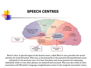 26 Speech Lecture.ppt