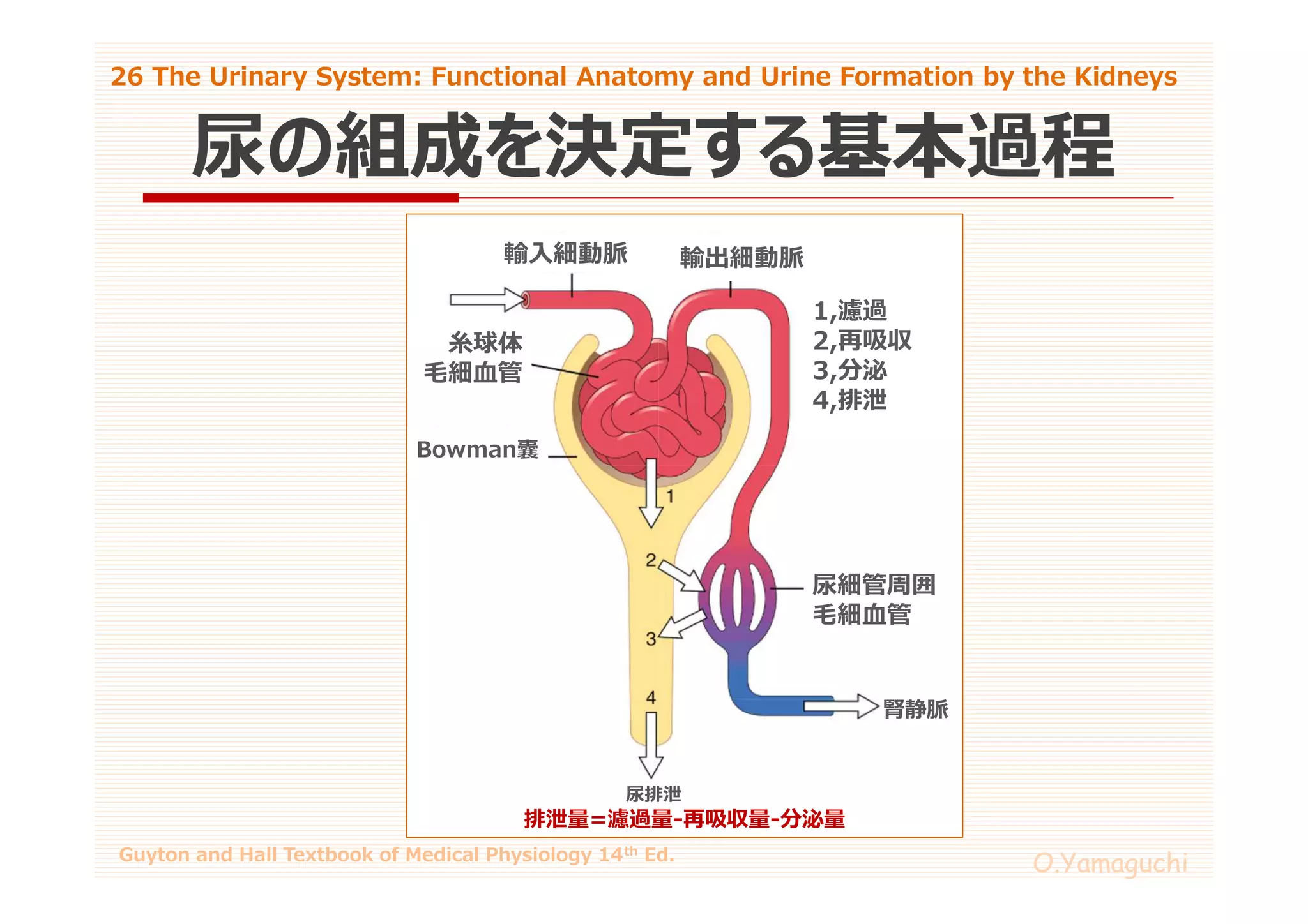26 the urinary system; functional anatomy and urine formation by the ...