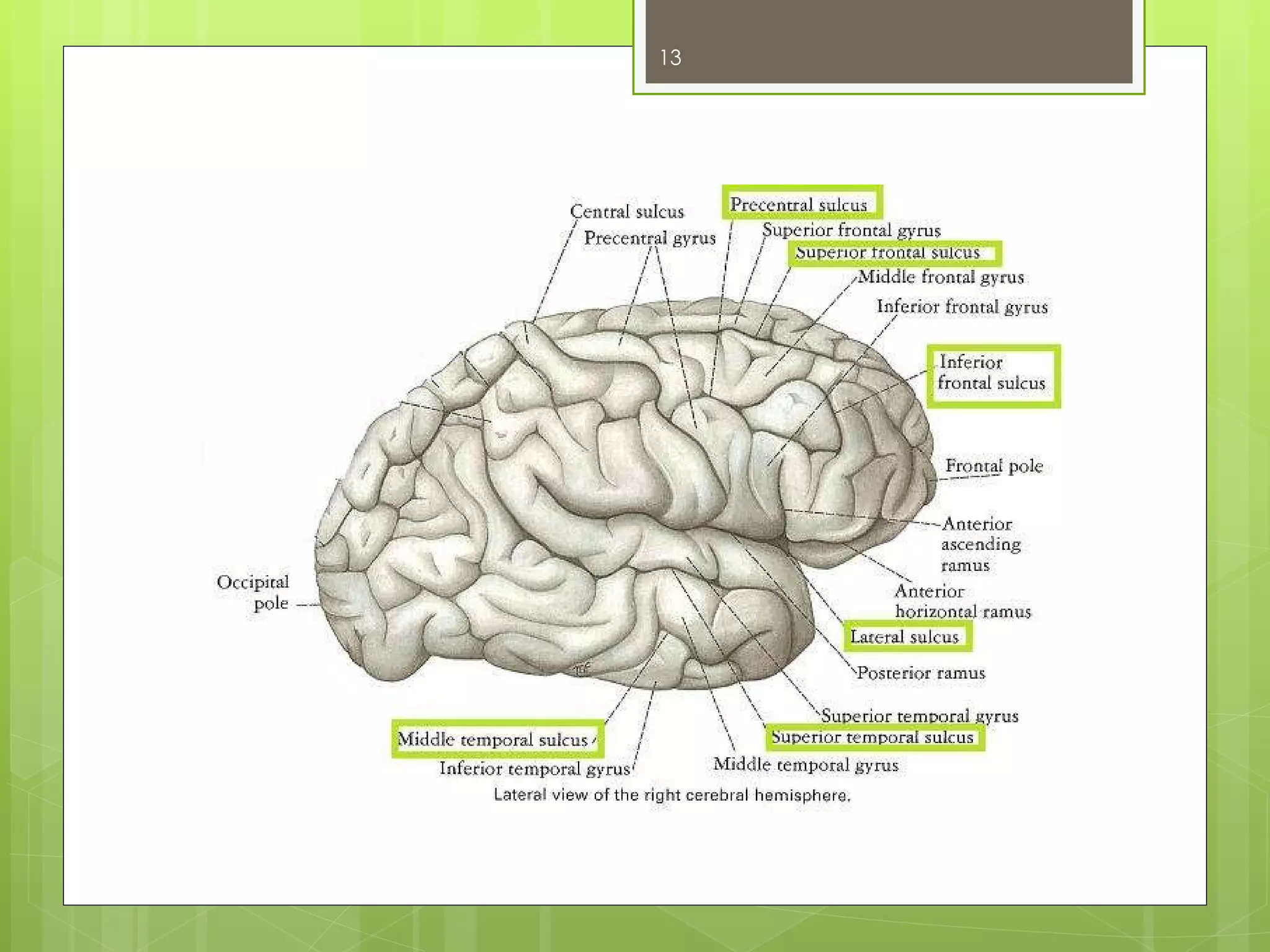 Cerebrum | PPT