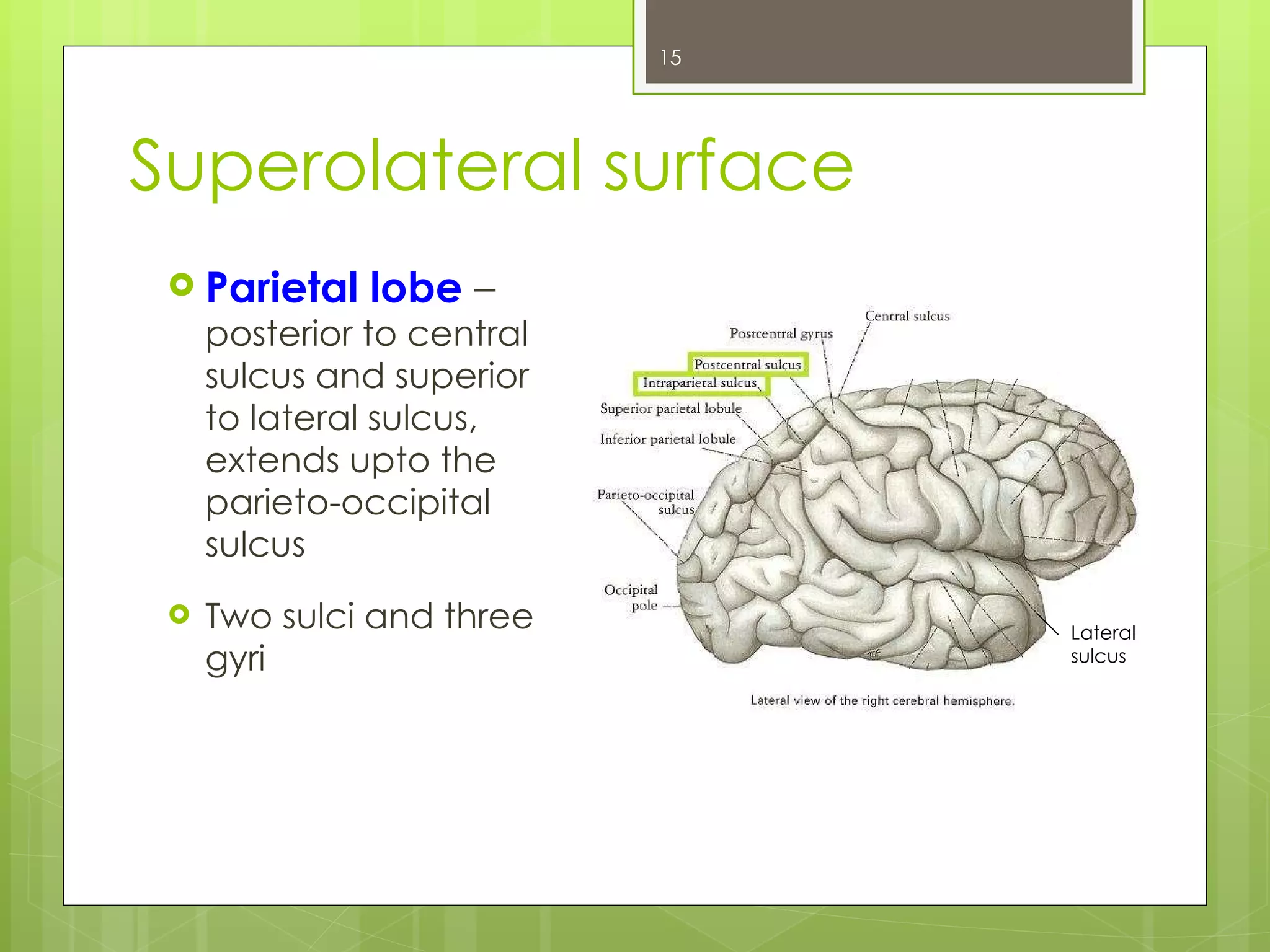 Cerebrum | PPT