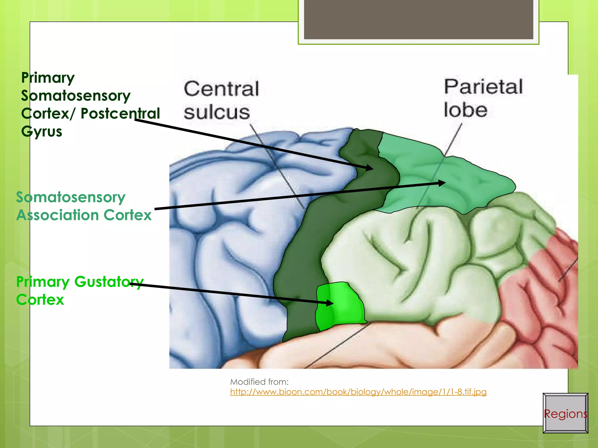 Cerebrum | PPT