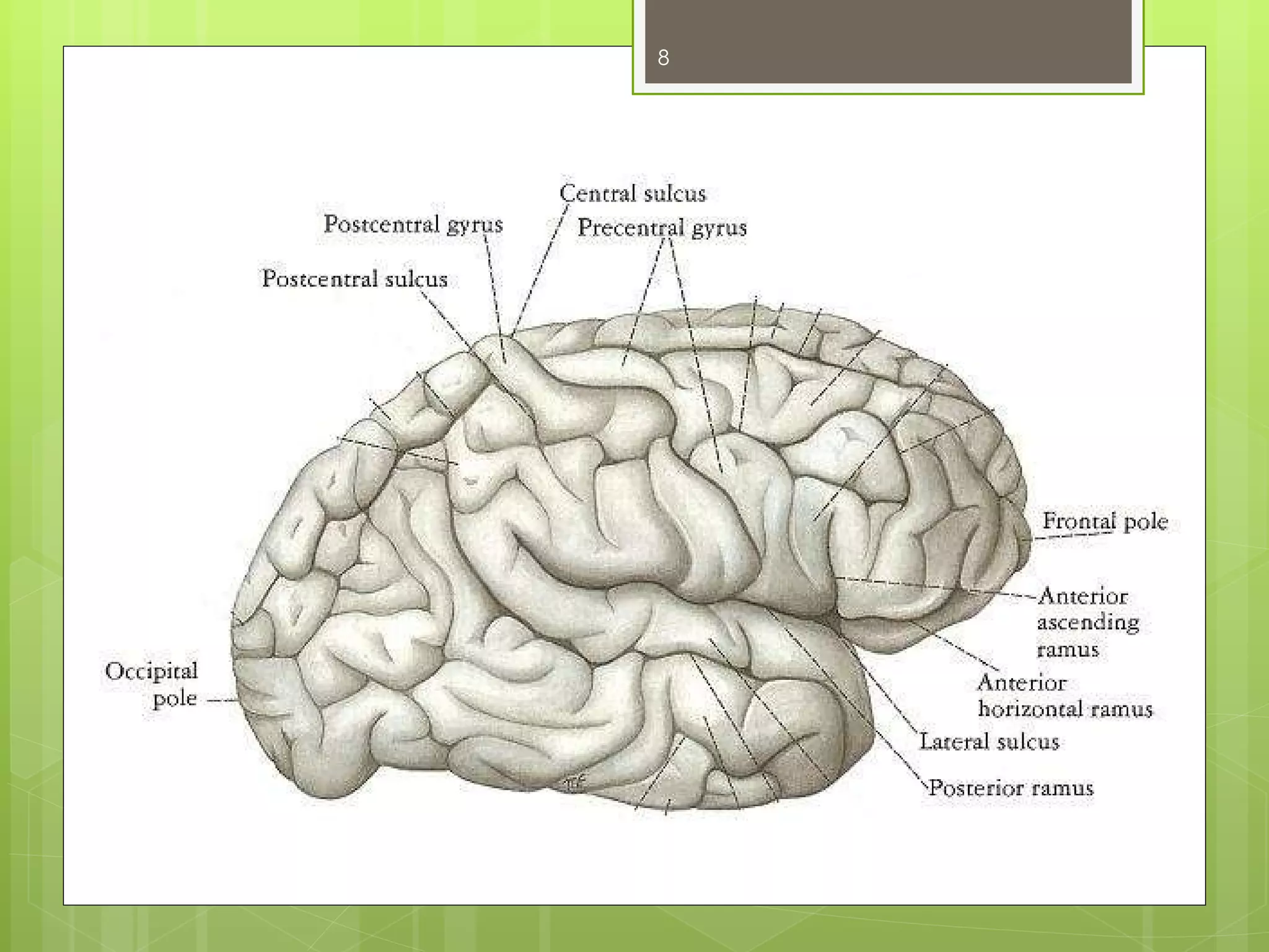 Cerebrum | PPT