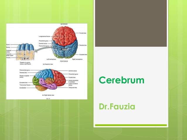 Cerebrum | PPT | Brain and Nervous System Disorders | Diseases and ...