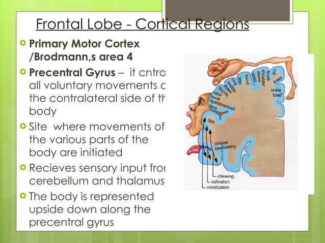 Cerebrum | PPT | Brain and Nervous System Disorders | Diseases and ...