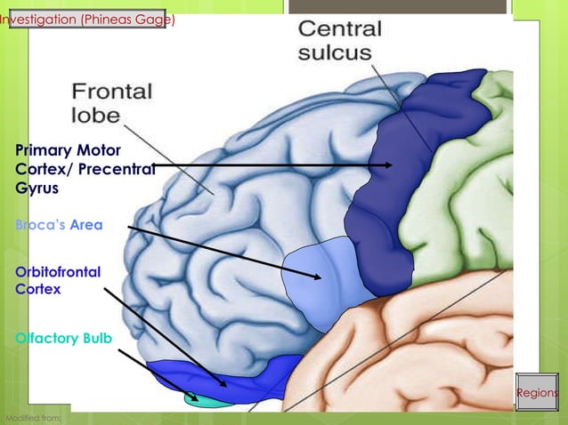 Cerebrum | PPT | Brain and Nervous System Disorders | Diseases and Conditions