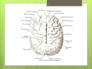 Cerebrum | PPT