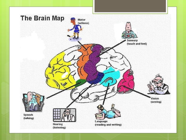 Cerebrum | PPT | Brain and Nervous System Disorders | Diseases and Conditions