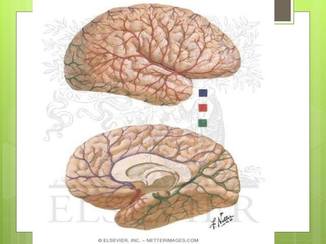 Cerebrum | PPT | Brain and Nervous System Disorders | Diseases and Conditions