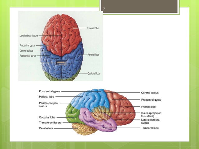Cerebrum | PPT | Brain and Nervous System Disorders | Diseases and ...