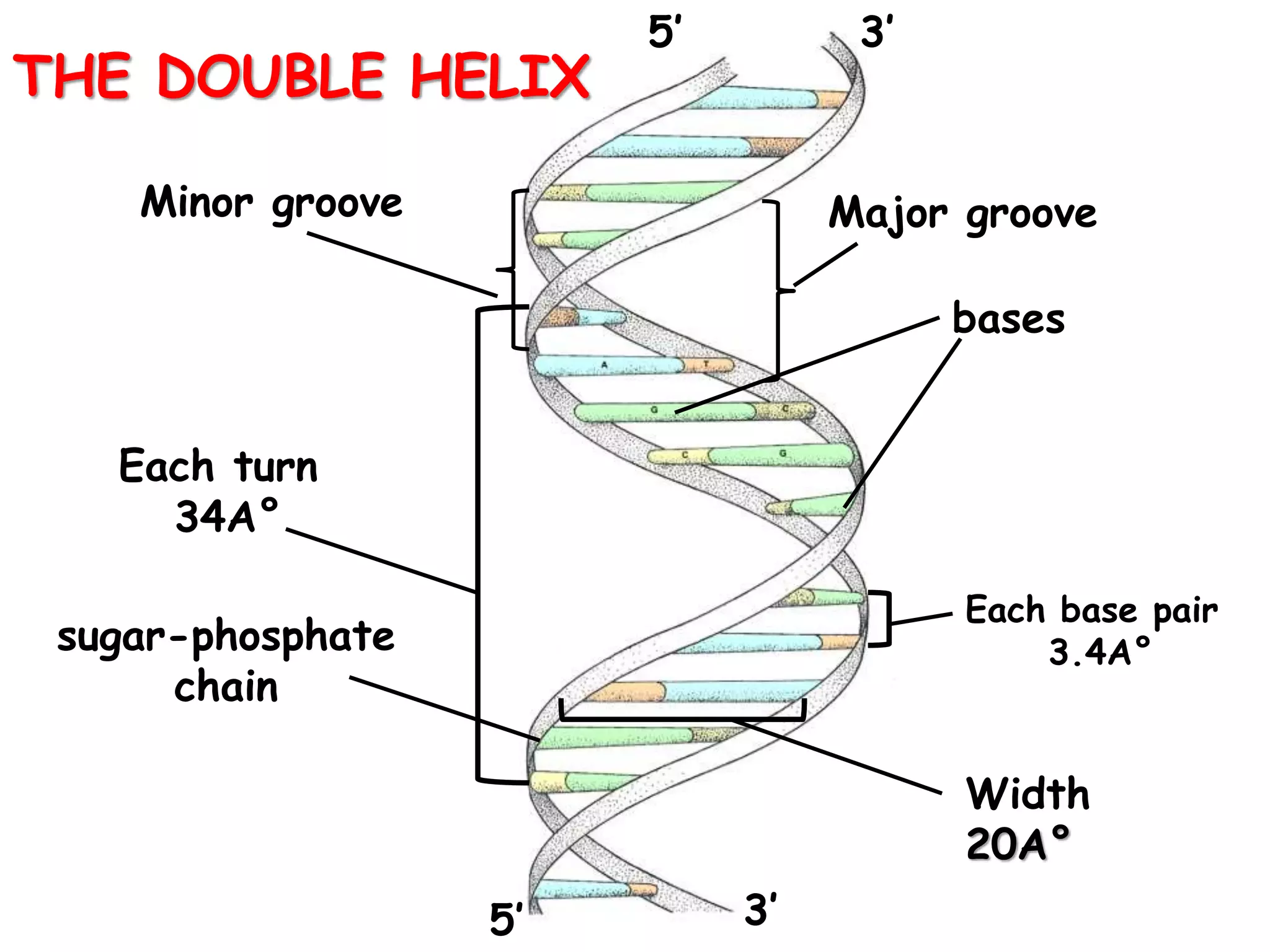 Chemistry of DNA | PPSX