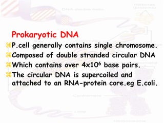 Chemistry of DNA | PPSX
