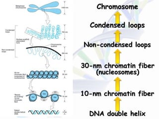 Chemistry of DNA | PPSX