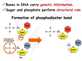 Chemistry of DNA | PPSX