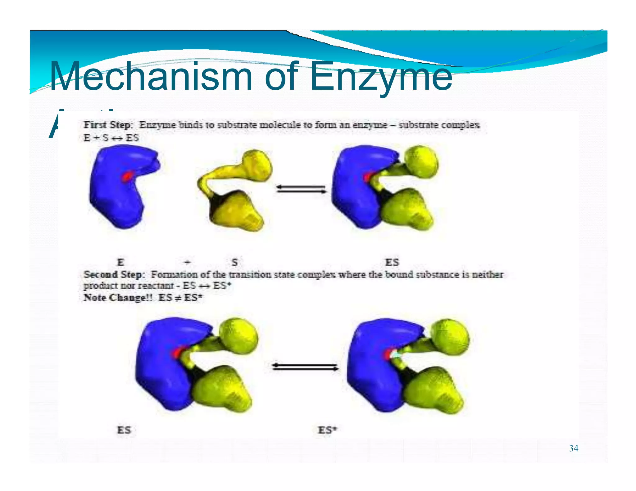 Eenzymes | PPTX