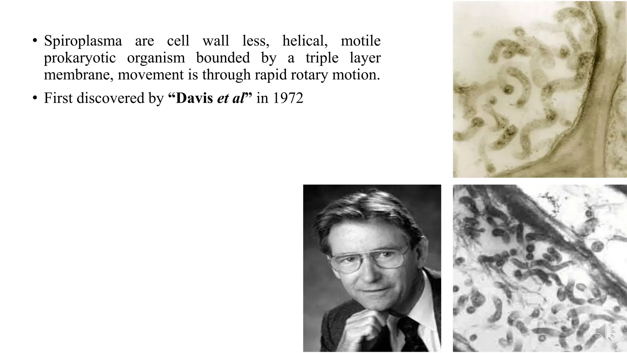 Spiroplasma | PPTX