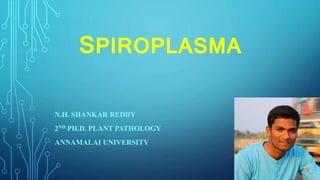 Spiroplasma | PPTX
