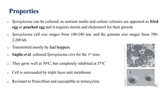 Spiroplasma | PPTX