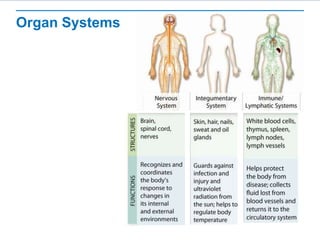 27.1 Organisation of the Human Body.ppt