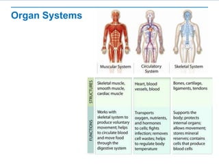 27.1 Organisation of the Human Body.ppt
